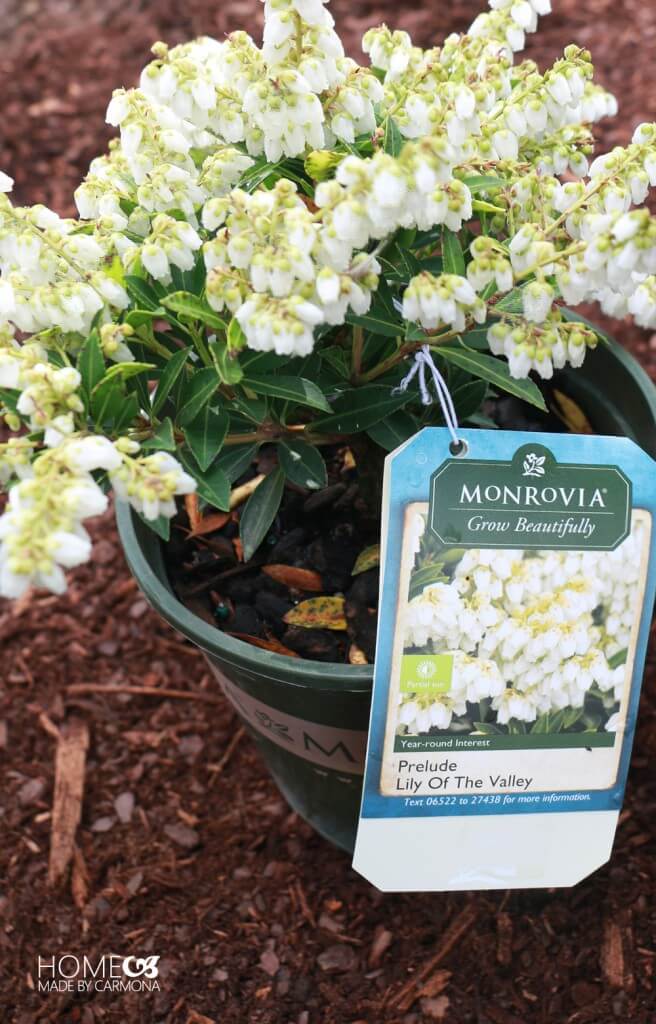 Prelude Lilly of the Valley - Monrovia Plant