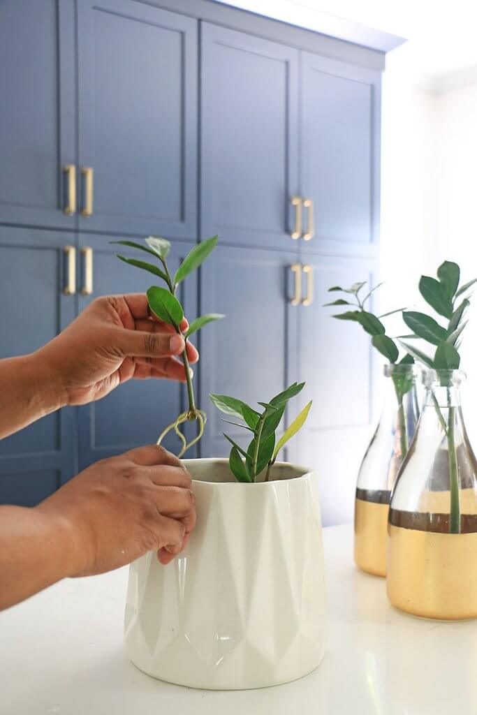 How to Root A ZZ Plant Cutting In Water - Home Made by Carmona