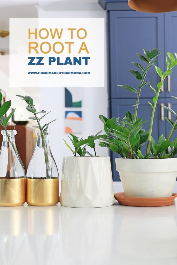 How to Root A ZZ Plant Cutting In Water - Home Made by Carmona